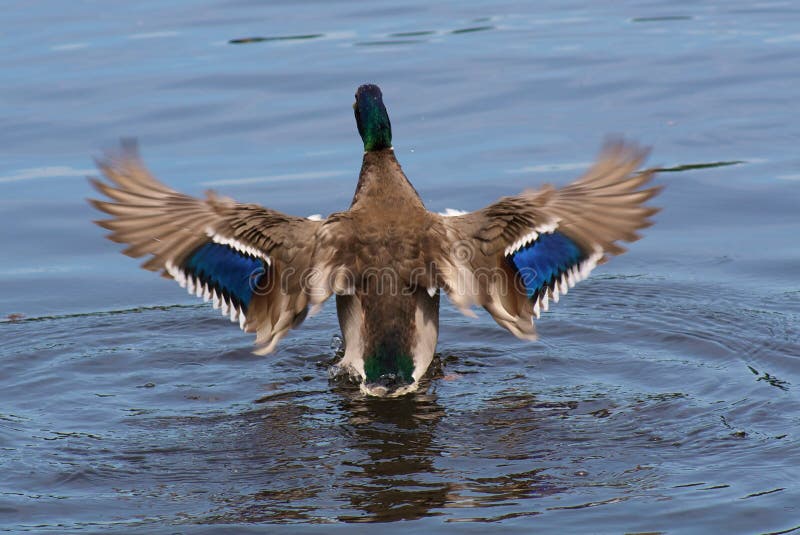 Mallard Male Duck Flapping Wings Back Side Stock Image - Image of water ...