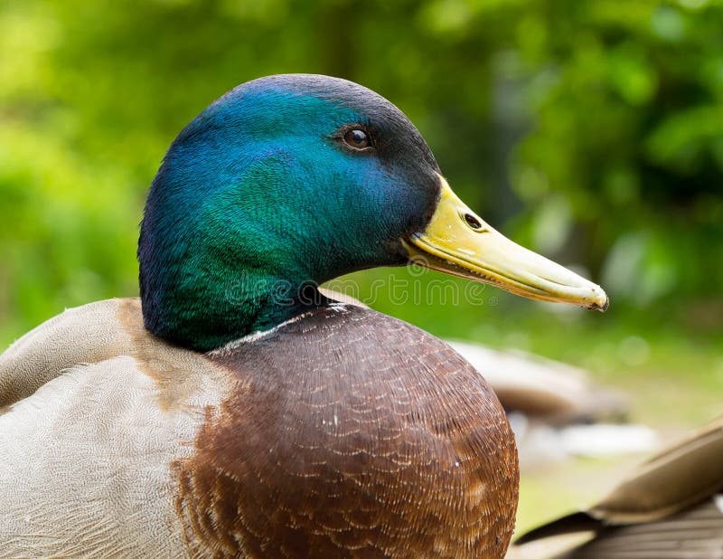 Mallard stock image. Image of nature, mallard, duck, head - 54563369