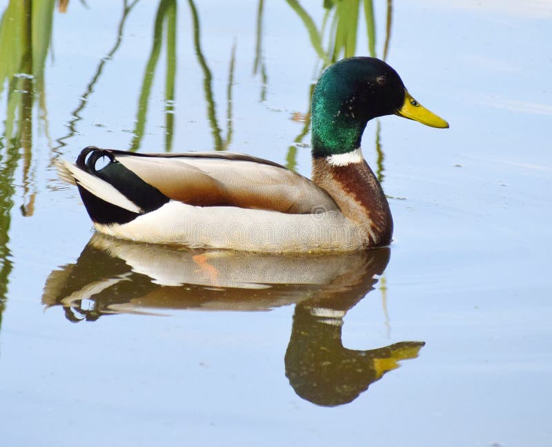 Mallard Male Duck and Reflection. Devon,UK Stock Photo - Image of water ...
