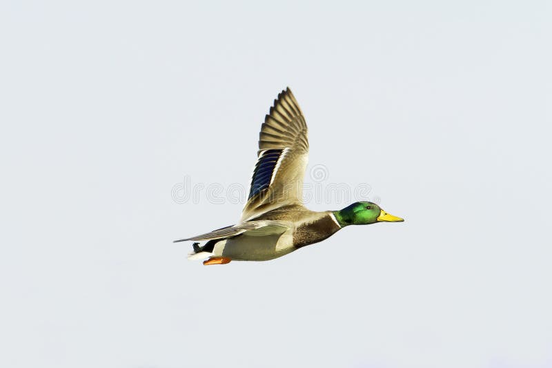 Mallard Male in Flight / Anas Platyrhynchos Stock Photo - Image of ...