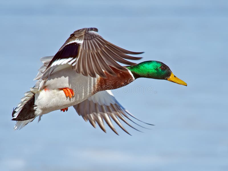 Male Mallard in Flight Wings Spread Stock Photo - Image of shore, ocean ...