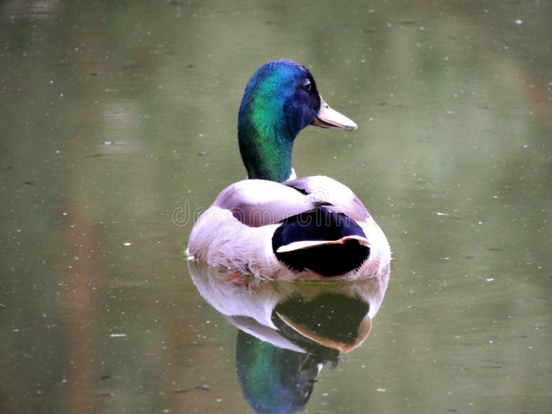 Mallard Male on Lake Surface Stock Image - Image of goiter, water ...