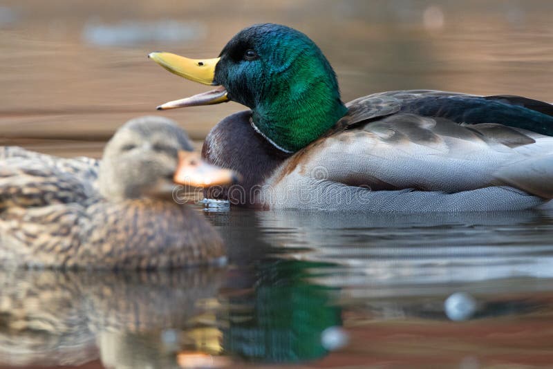 Mallard Pair quack stock image. Image of lake, wildlife - 82718601