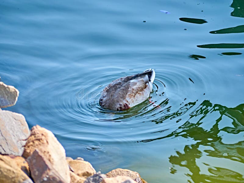Mallard Pato Buceando En Agua Para Alimentos. Plan General Foto de ...