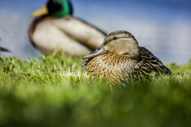 Mallard at rest stock image. Image of mallard, water - 41595805