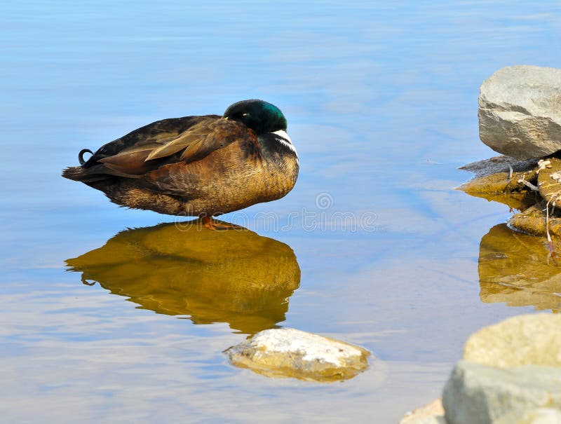 Mallard Resting stock image. Image of water, avian, mallard - 24436295