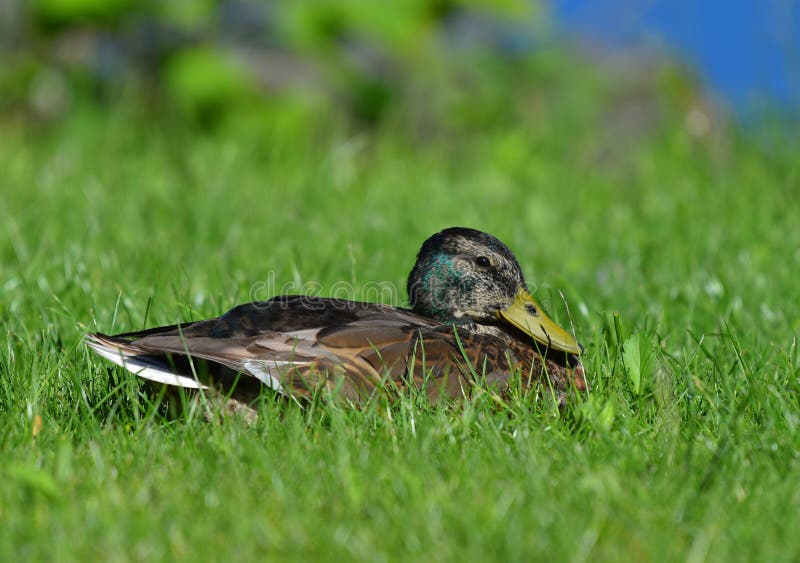 Mallard resting stock photo. Image of female, closeup - 87581768
