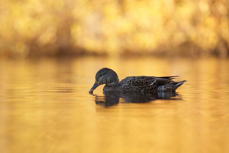 Mallard Resting in a Marsh Pond Stock Image - Image of mallard, outdoor ...