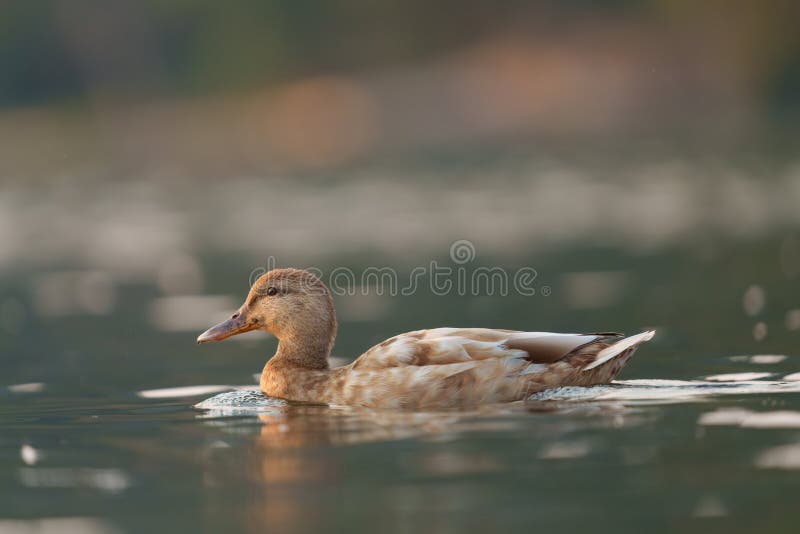 Mallard Resting in a Marsh Pond Stock Image - Image of outdoor, pond ...