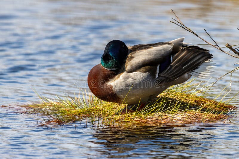 Mallard resting stock photo. Image of focus, outdoor - 274848860