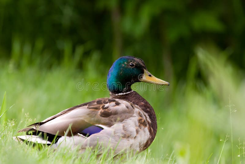 Mallard side view Portrait stock image. Image of fluffy - 11254233