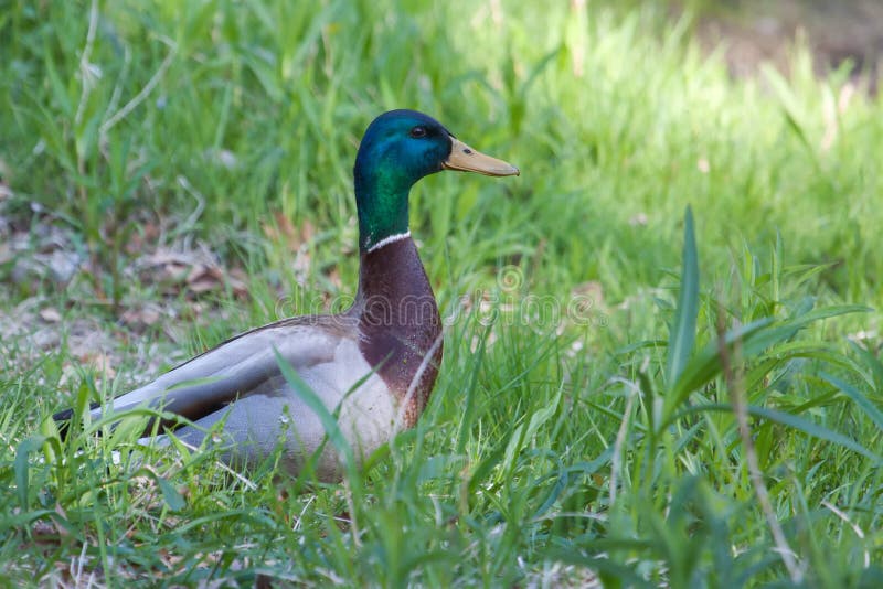 Mallard side view Portrait stock photo. Image of bird - 41892952