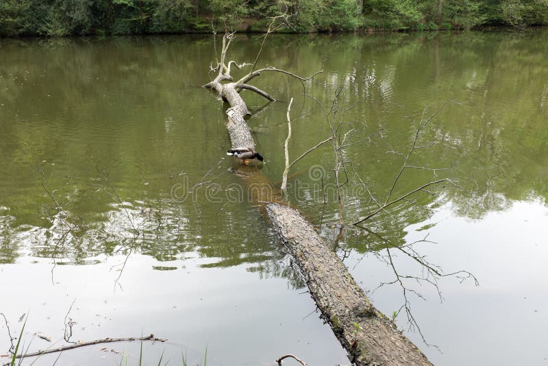 Mallard on a fallen tree stock image. Image of trees - 146272785