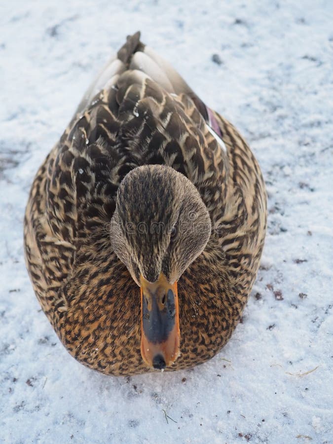 Female Mallard Duck Close Up Stock Image - Image of close, nature ...