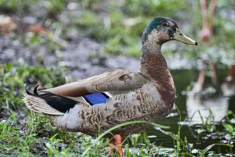 Mallard Standing on the Grass Near the Pond Stock Photo - Image of ...