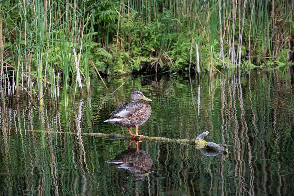 A Mallard on a Tree, Which is Drifting on a River Stock Image - Image ...