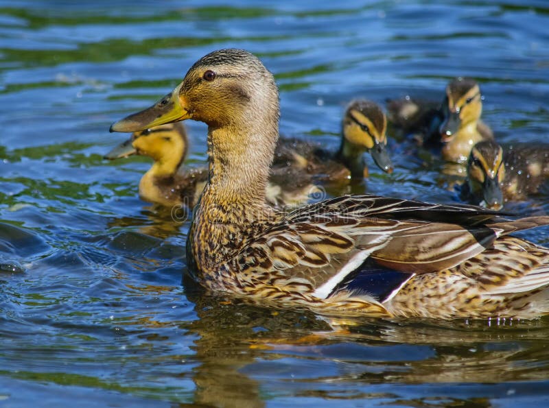 Duck with Offspring on the Water Stock Image - Image of mallard ...