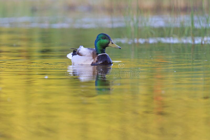 Mallard on the Water with Bright Colors Stock Image - Image of gorgeous ...