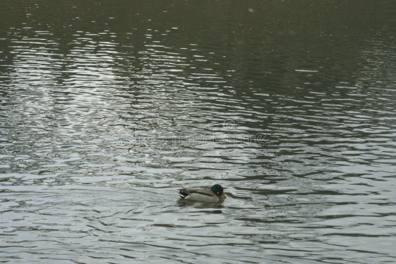 Mallard on the water stock image. Image of drake, pond - 109547935