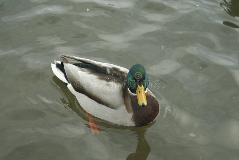 Mallard on the water stock image. Image of drake, swims - 109548221