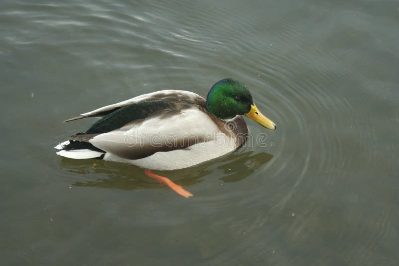 Mallard on the water stock photo. Image of male, mallard - 109550926