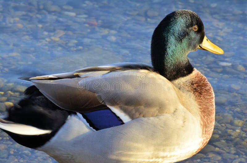 Mallard in water stock image. Image of freedom, waves - 80567211