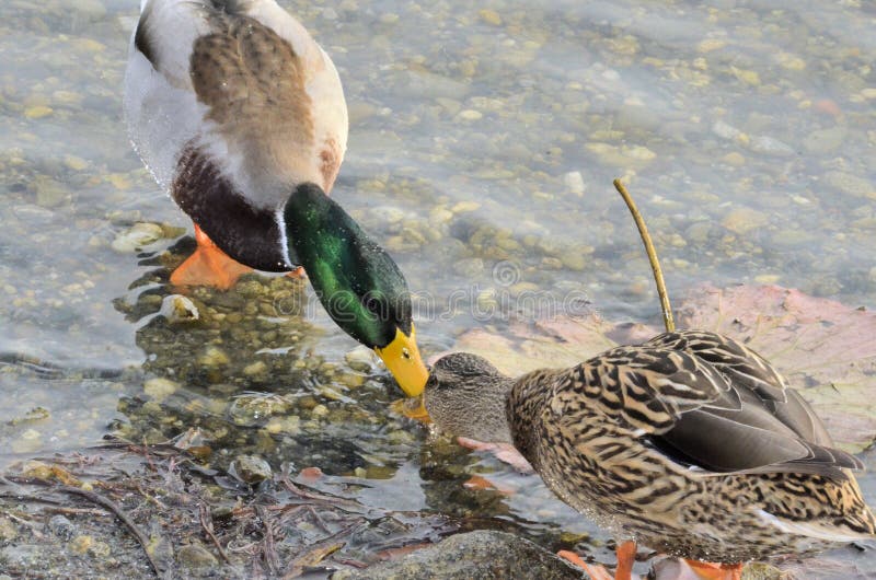 Mallard in water stock image. Image of autumn, sound - 80572603