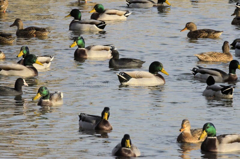 Mallard in water stock photo. Image of possibility, fountain - 80573498
