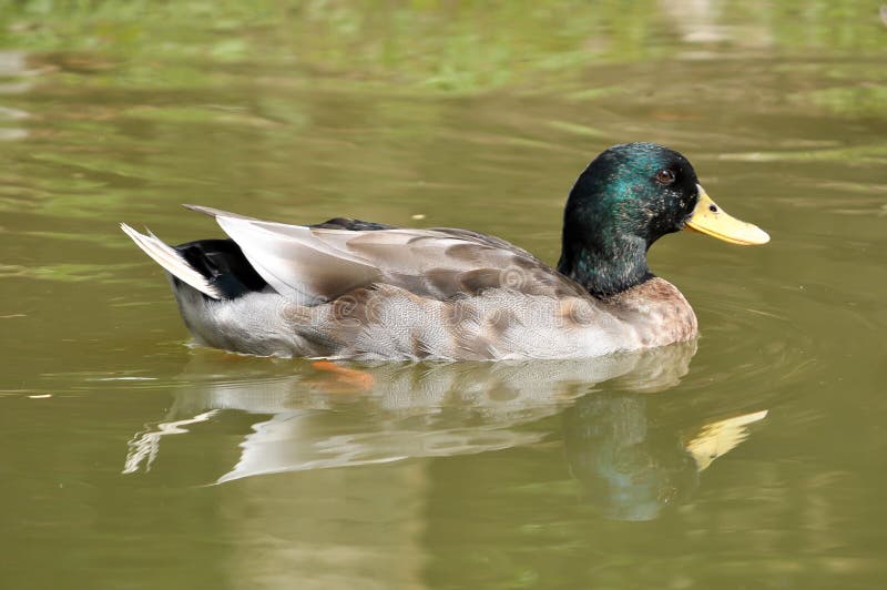 Mallard stock image. Image of outdoor, brown, park, female - 33621869