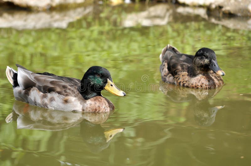 Mallard stock image. Image of drake, coast, fowl, beak - 33623075