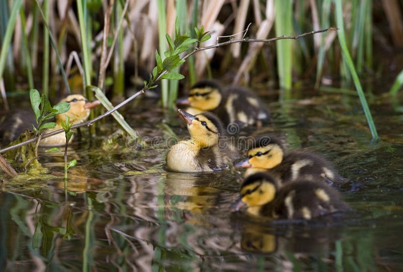 Mallard, Wilde Eend, Anas Platyrhynchos Stock Image - Image of ...