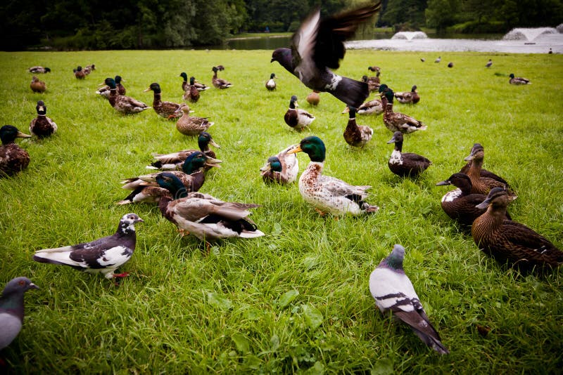 Mallards stock photo. Image of columbiformes, decoration - 14782766