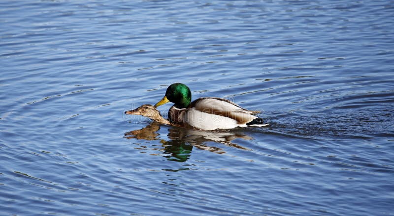 Mallards Breeding on the Lake in October Stock Photo - Image of duck ...
