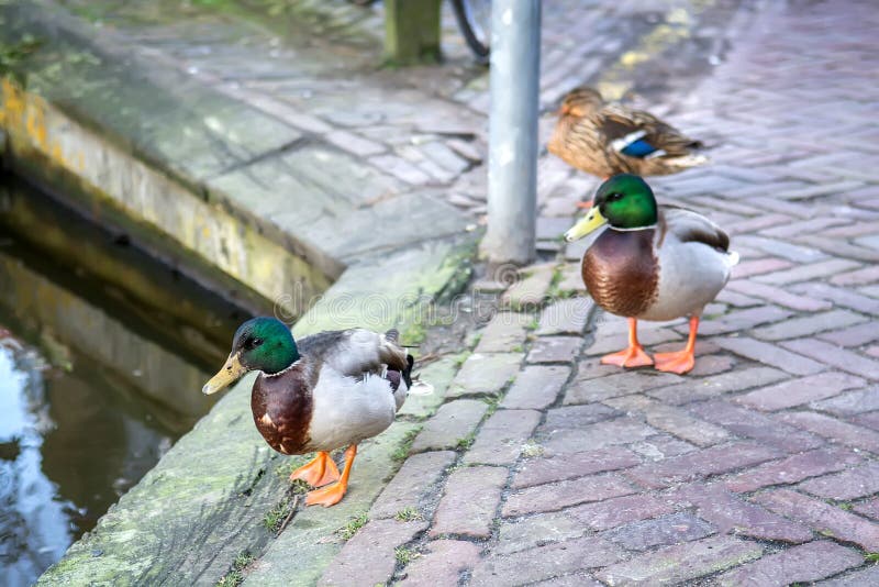 Mallards Crossing on a Street Stock Photo - Image of path, female ...