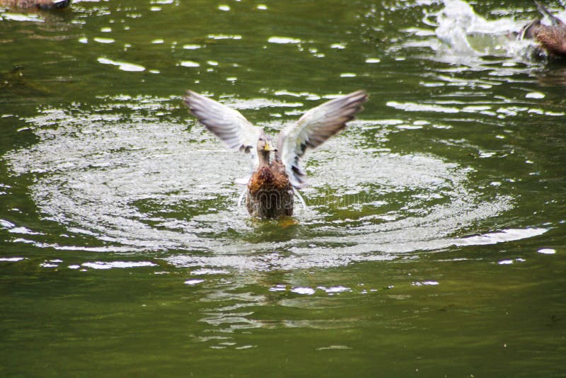 Mallards Flapping about in the Water Stock Image - Image of grass, swan ...