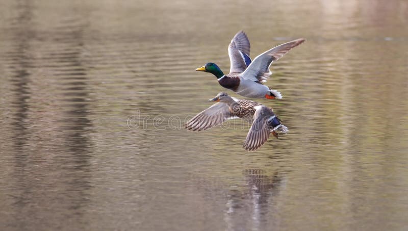 Flying mallard duck stock photo. Image of wildlife, colorful - 308502