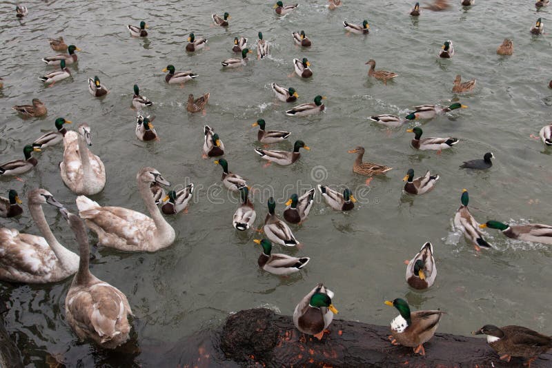 Mallards stock photo. Image of plitvice, lombardy, park - 53734658