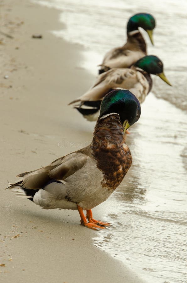 Mallards. stock photo. Image of wild, duck, bird, ducks - 50221928