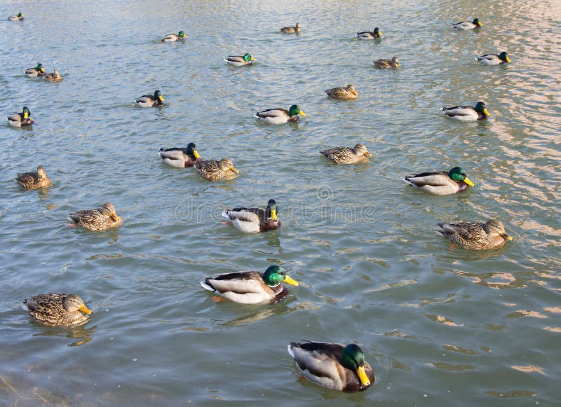 Mallards on a lake stock photo. Image of beans, ducks - 148802666