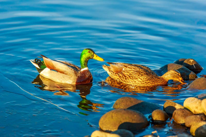 Mallards stock image. Image of horizontal, duck, group - 51660161