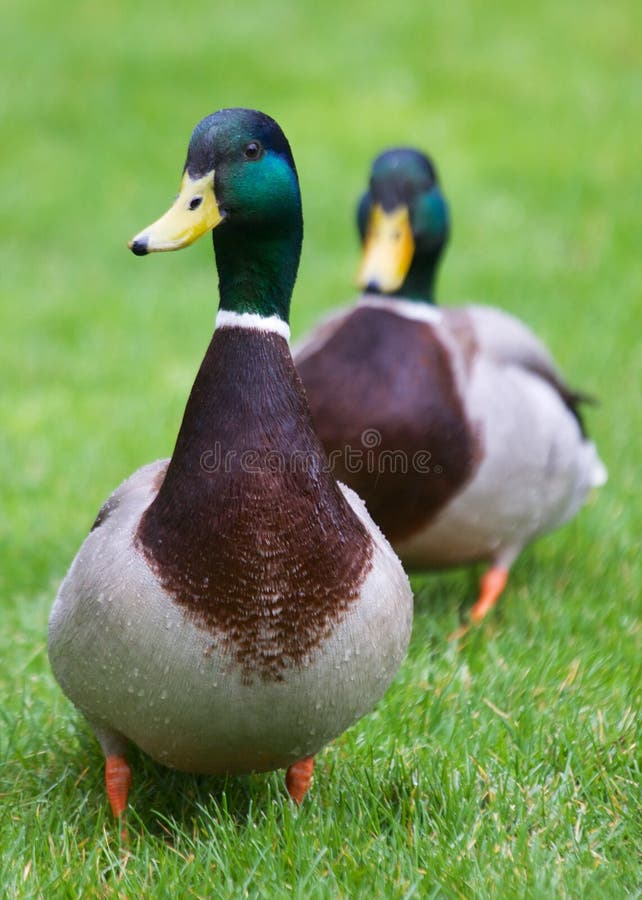 Multi Mallards stock photo. Image of ghosting, birds - 133818674