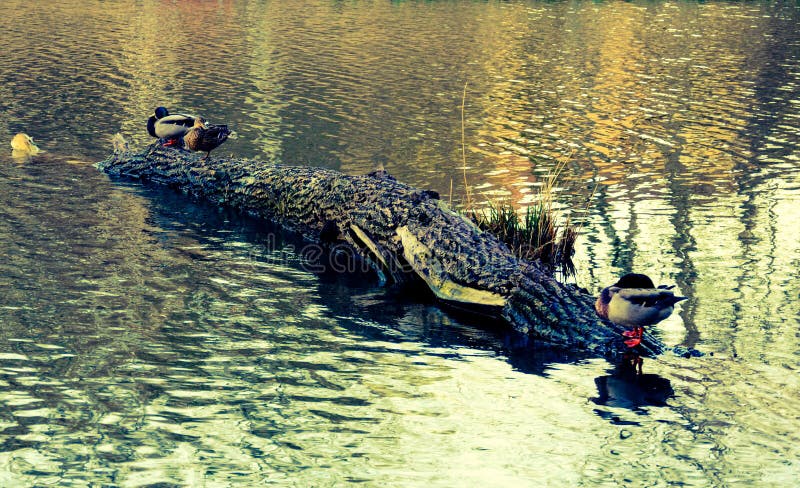 Mallards Rest on a Log Floating on Water. Stock Image - Image of water ...