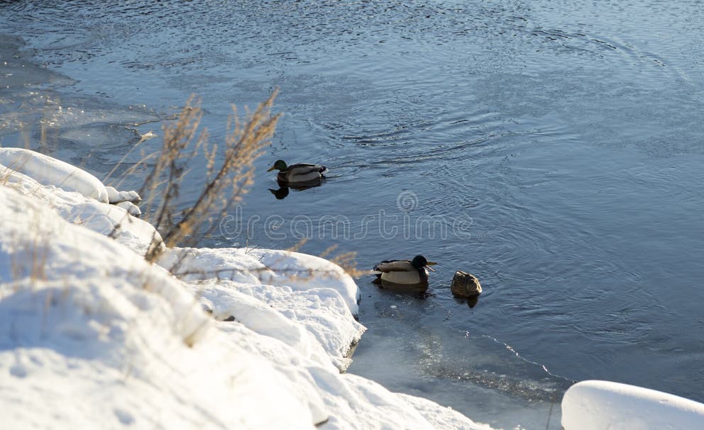 Mallards in River in Winter Stock Image - Image of river, bird: 62688465