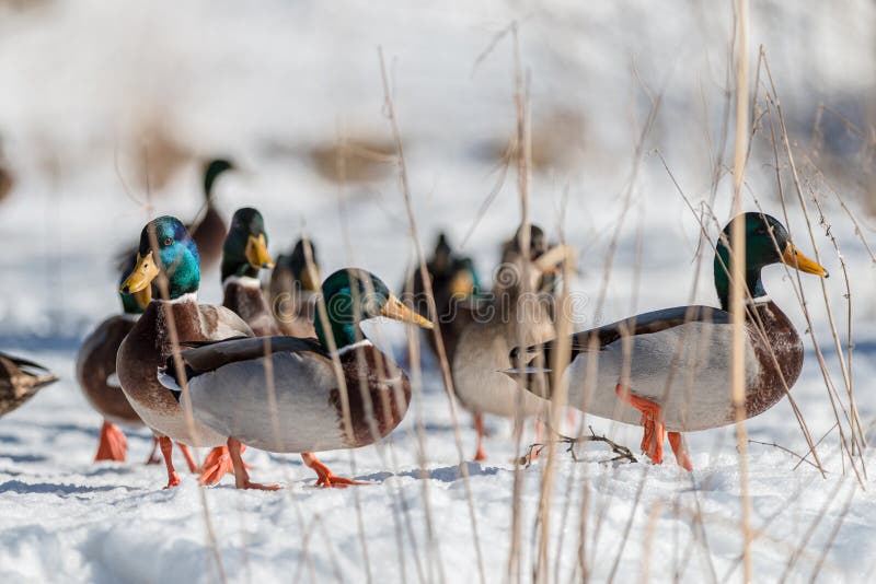 Mallards on the Snow. Birds on the Pond in Winter Stock Image - Image ...