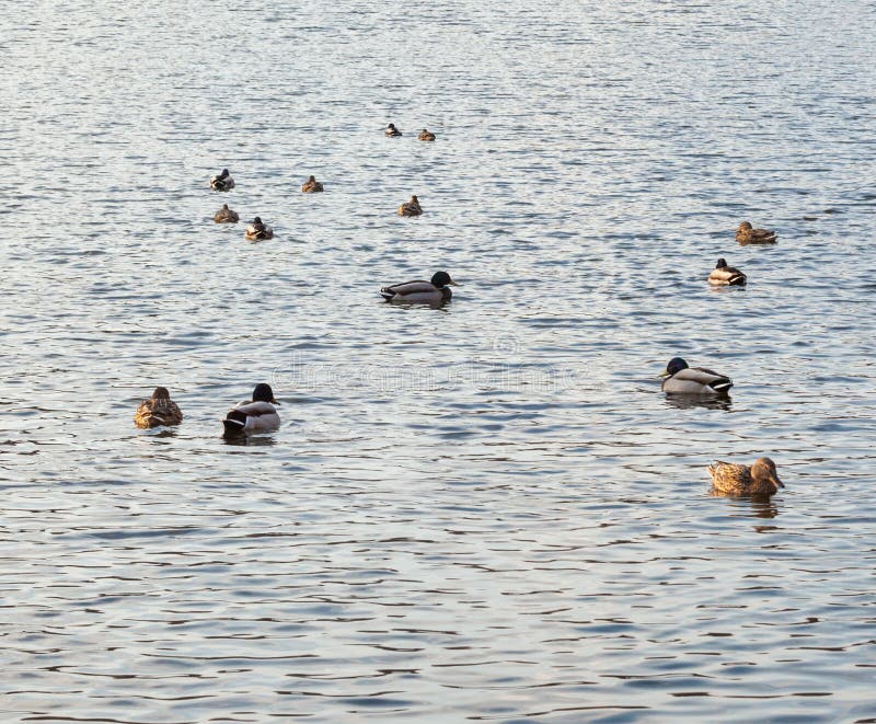 Mallards swimming in water stock image. Image of group - 177564111