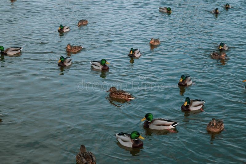 Mallards Swim in the River. Stock Image - Image of wild, birdwatching ...