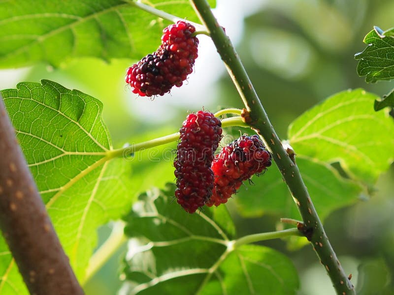 Mallberry stock image. Image of nature, tree, fresh - 116443095