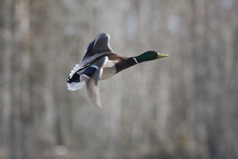 Malle mallard stock image. Image of bird, male, ducks - 62179413