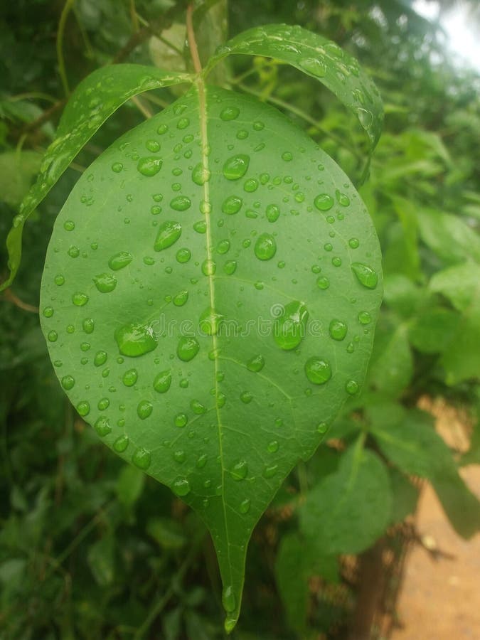 Malligai flower leaf stock photo. Image of home, flower - 134129928