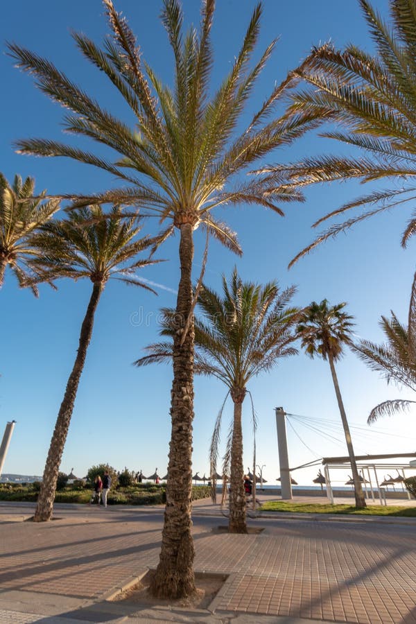 Mallorca stock photo. Image of city, landscape, europe - 142316584